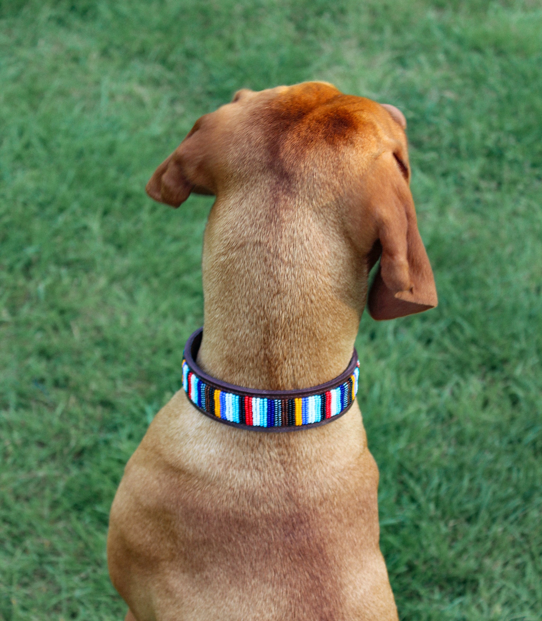 CORAL dog collar - COLLART