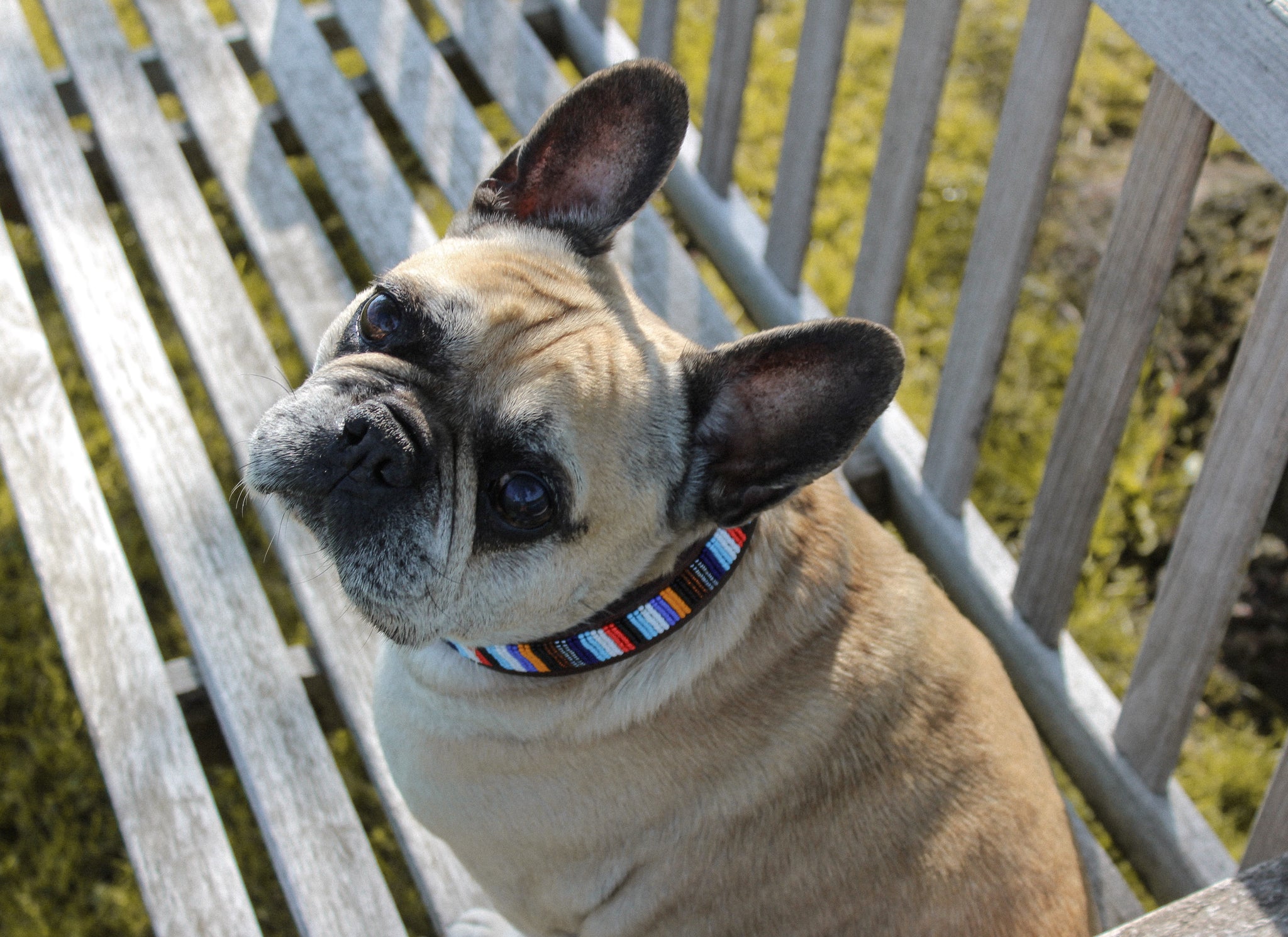 CORAL dog collar - COLLART