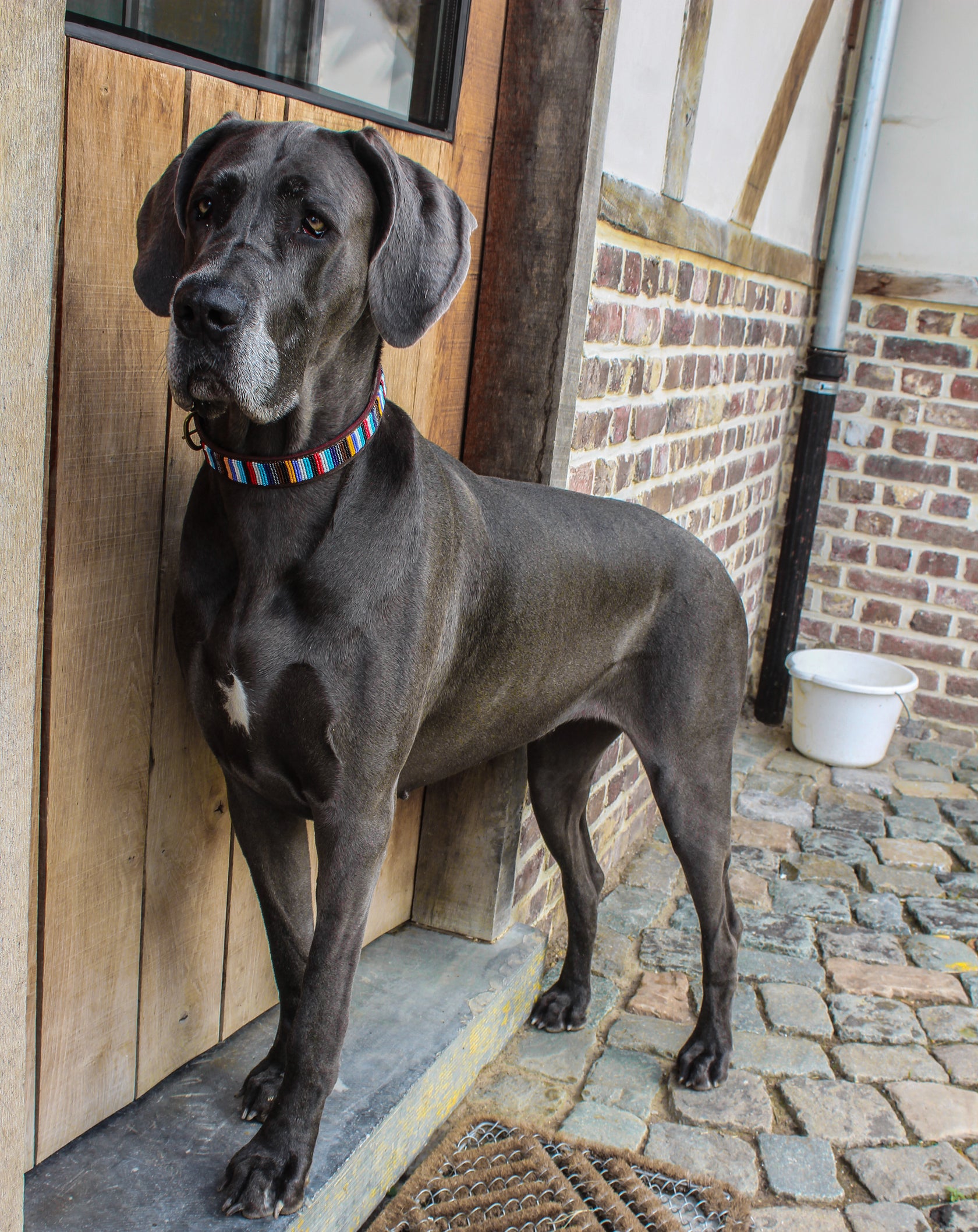 CORAL dog collar - COLLART